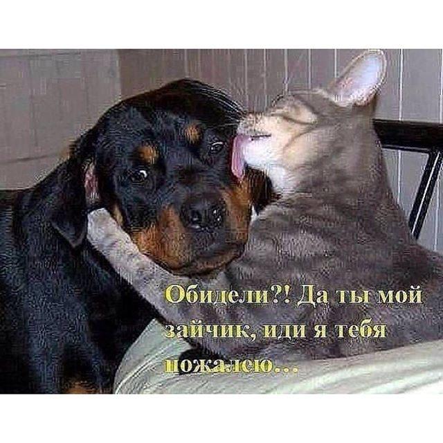 Дружочки. - В мире животных